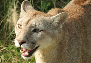 Buenos Aires, Temaikén Zoo | Saiba tudo sobre viagens | Blog CVC