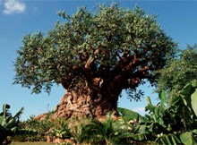 Tree of Life | Saiba tudo sobre viagens | Blog CVC