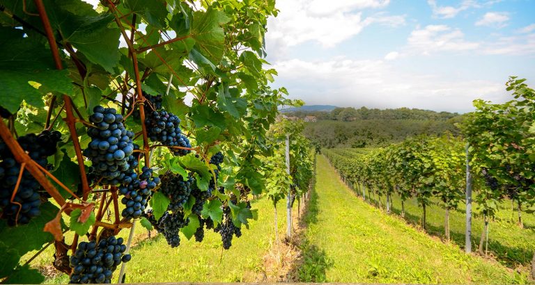 Vinícola | Saiba tudo sobre viagens | Blog CVC