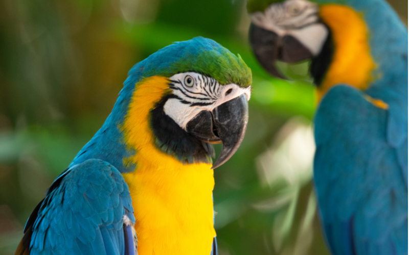 Aves | Saiba tudo sobre viagens | Blog CVC