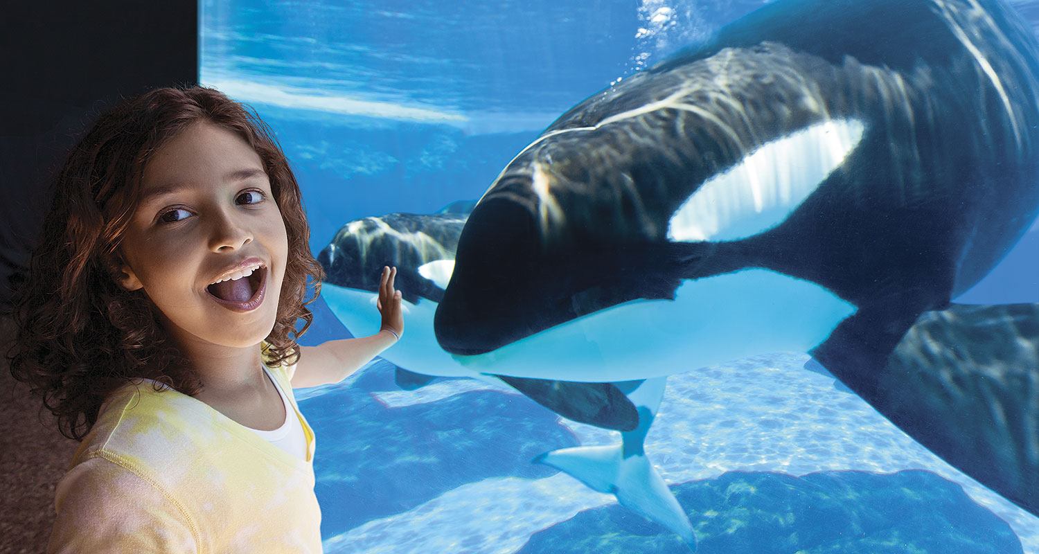 Novidades no SeaWorld em 2020 | Saiba tudo sobre viagens | Blog CVC