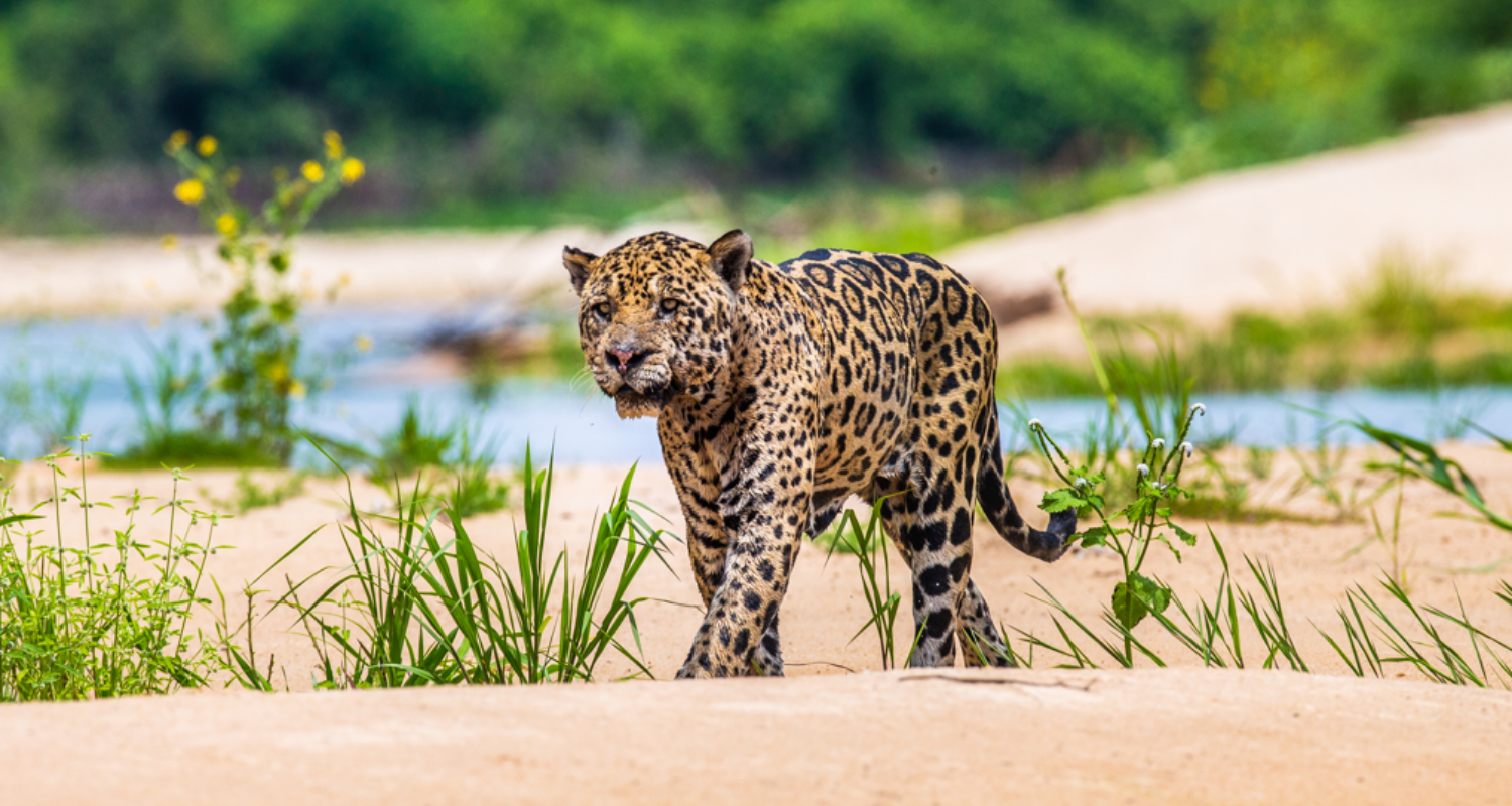 Tudo sobre o Pantanal: onde fica, quando ir, o que fazer e mais | Saiba ...