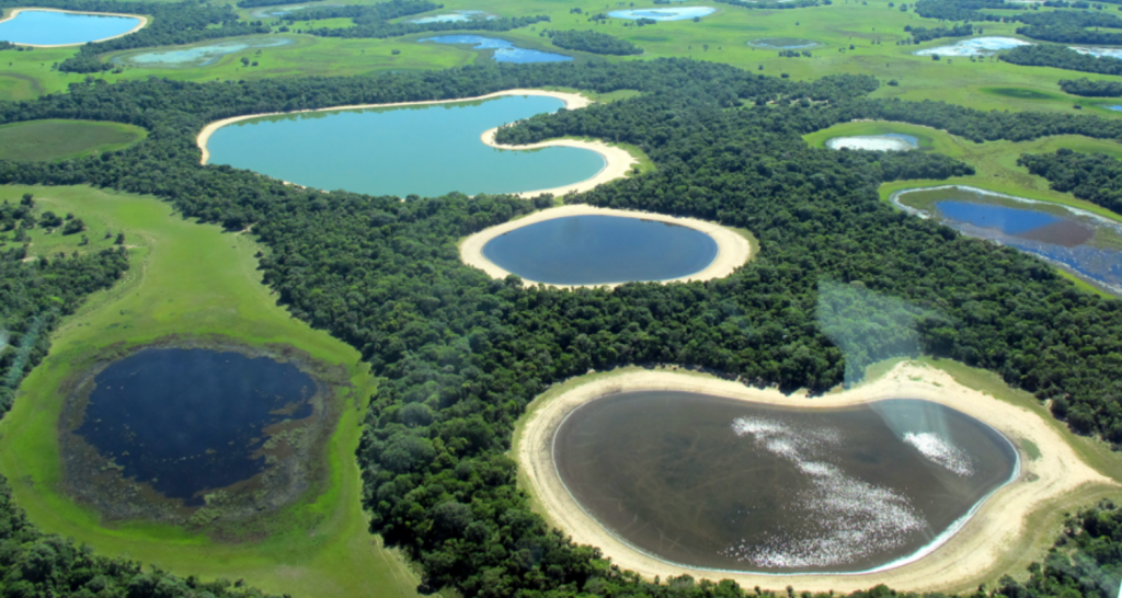 Tudo Sobre O Pantanal Onde Fica Quando Ir O Que Fazer E Mais Saiba