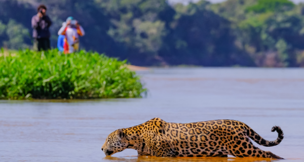 Tudo Sobre O Pantanal Onde Fica Quando Ir O Que Fazer E Mais Saiba