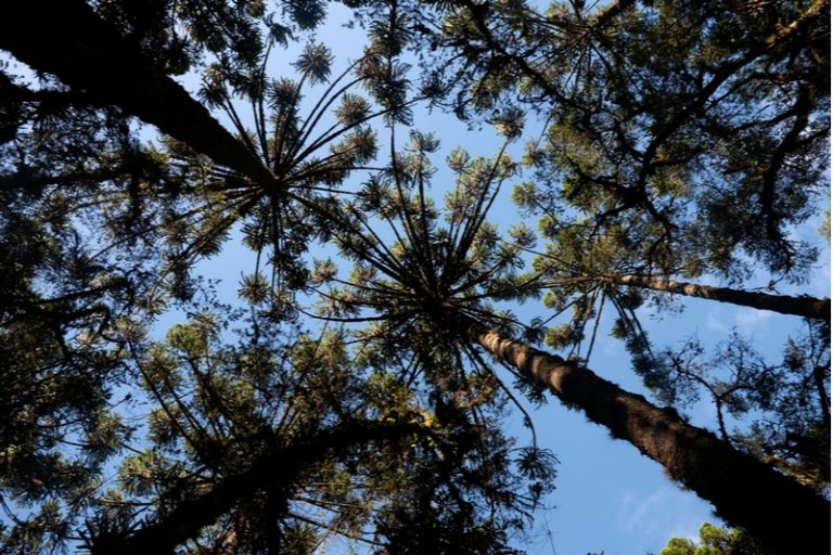 o-que-fazer-em-monte-verde-parque-oschin | Saiba tudo sobre viagens ...