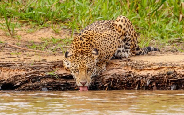 Viagem Para O Pantanal Onde Fica Quando Ir O Que Fazer E Mais