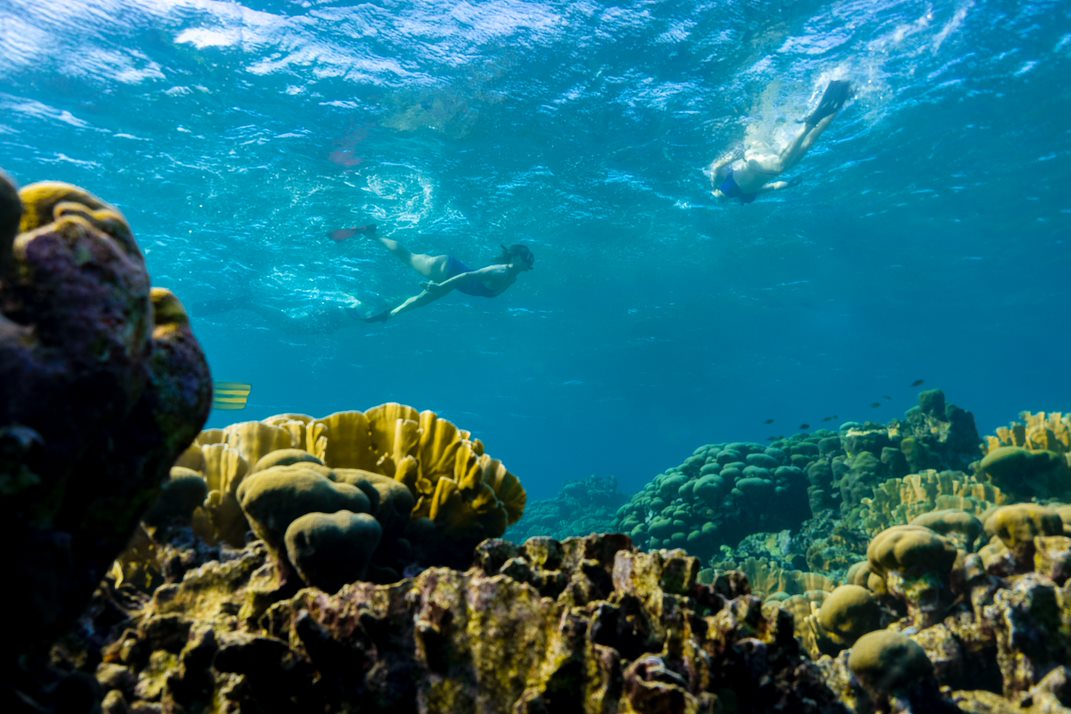 aruba snorkeling | Saiba tudo sobre viagens | Blog CVC