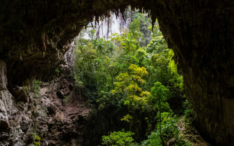 Dia Nacional da Mata Atlântica: veja 6 lugares para imergir no bioma